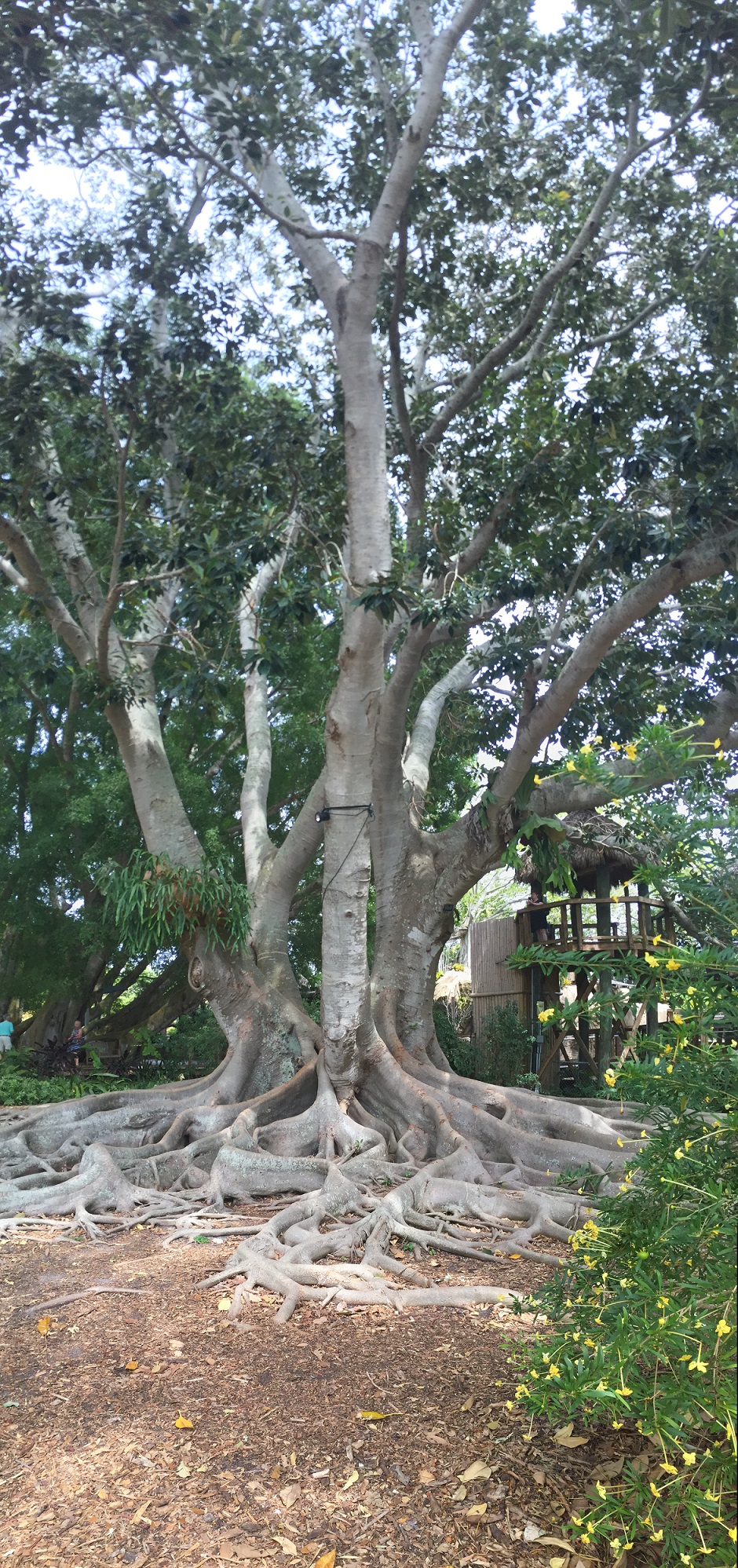 Five Elements Archives - Luminous-Spaces